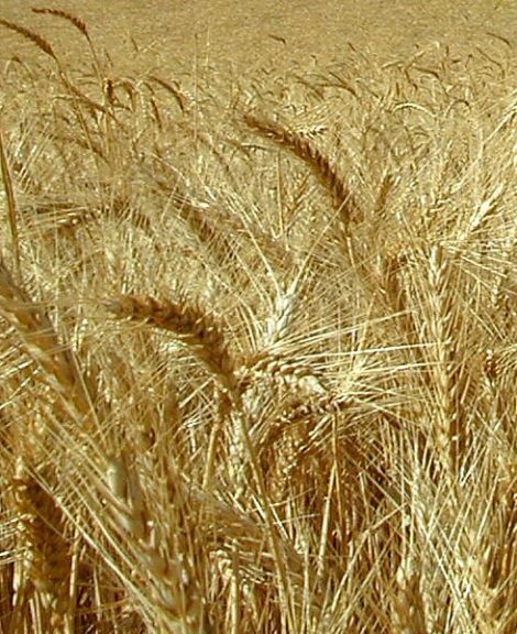 ΣΙΤΑΡΙ ΣΚΛΗΡΟ MATT R2 - σάκος 25 κιλών - Αγροτική Στέγη