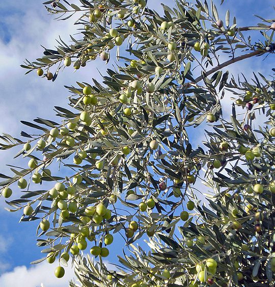 ΕΛΙΑ ΧΑΛΚΙΔΙΚΗΣ Η ΓΑΙΔΟΥΡΟΛΙΑ - (Olea europea) - Αγροτική Στέγη