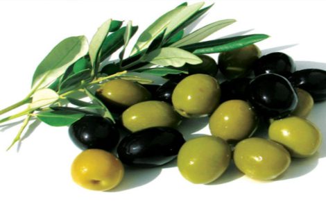 ΕΛΙΑ ΘΡΟΥΜΠΑ-ΘΑΣΙΤΙΚΗ (Olea europea) - Αγροτική Στέγη